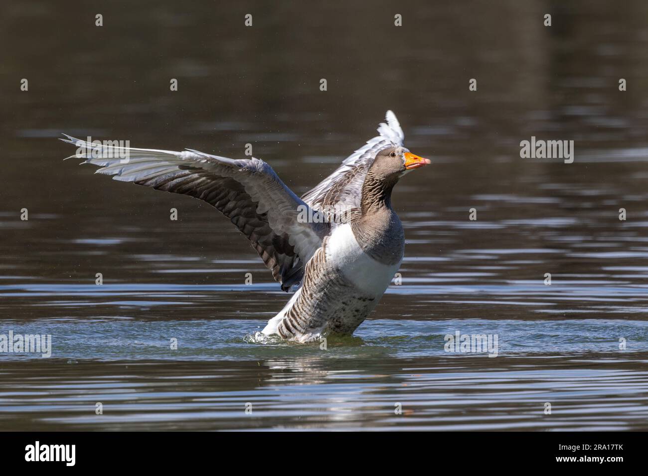 The greylag goose spreading its wings on water. Anser anser is a ...