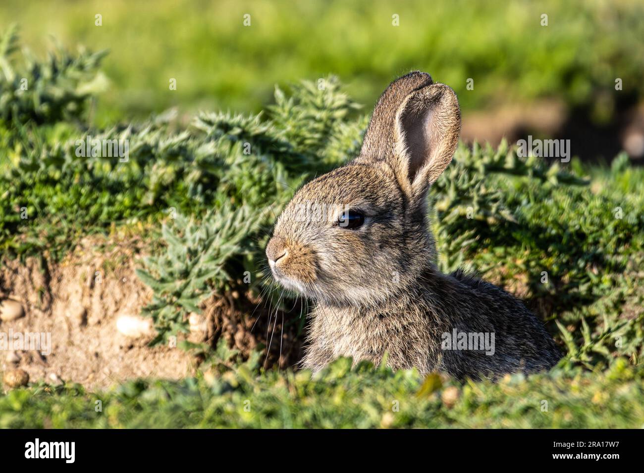 European rabbit, Common rabbit, Bunny, Oryctolagus cuniculus sitting on ...