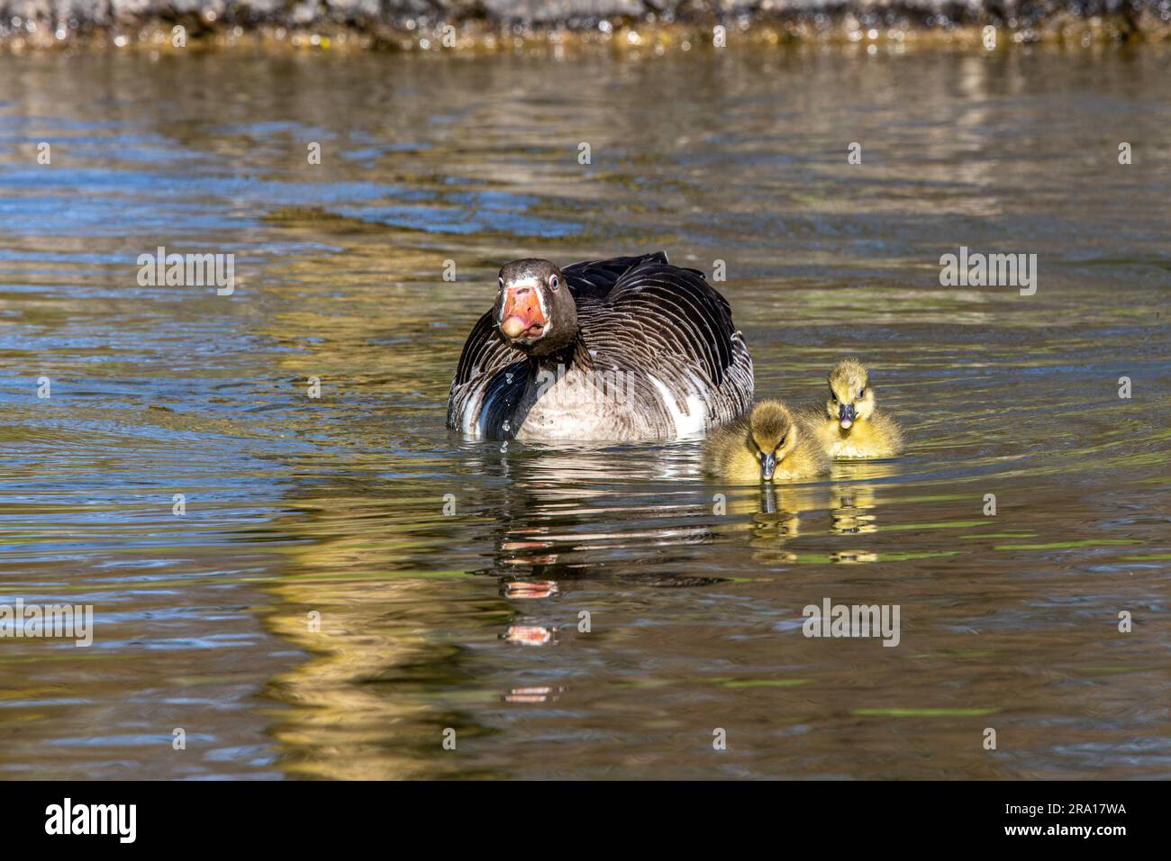 Family of greylag geese with small babies. The greylag goose, Anser ...