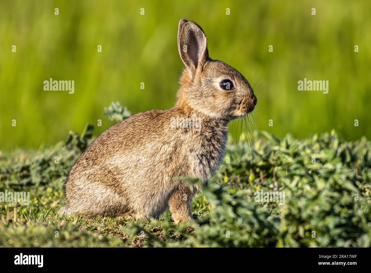 European rabbit, Common rabbit, Bunny, Oryctolagus cuniculus sitting on ...