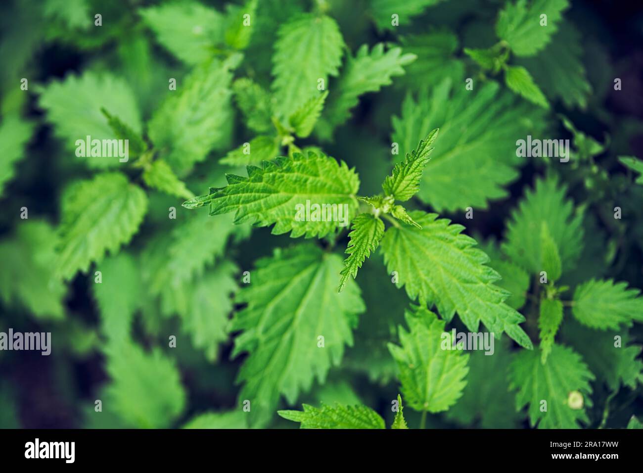 A bush of burning nettles. Nettle leaves. View from above. Botanical ...