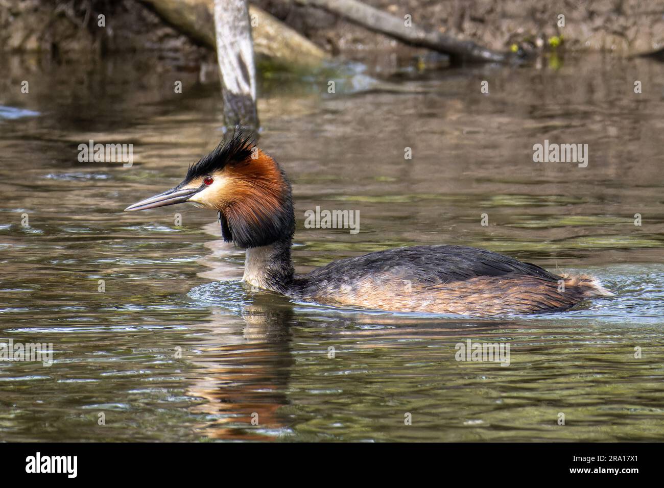 Great Crested Grebe, Podiceps cristatus with beautiful orange colors, a ...