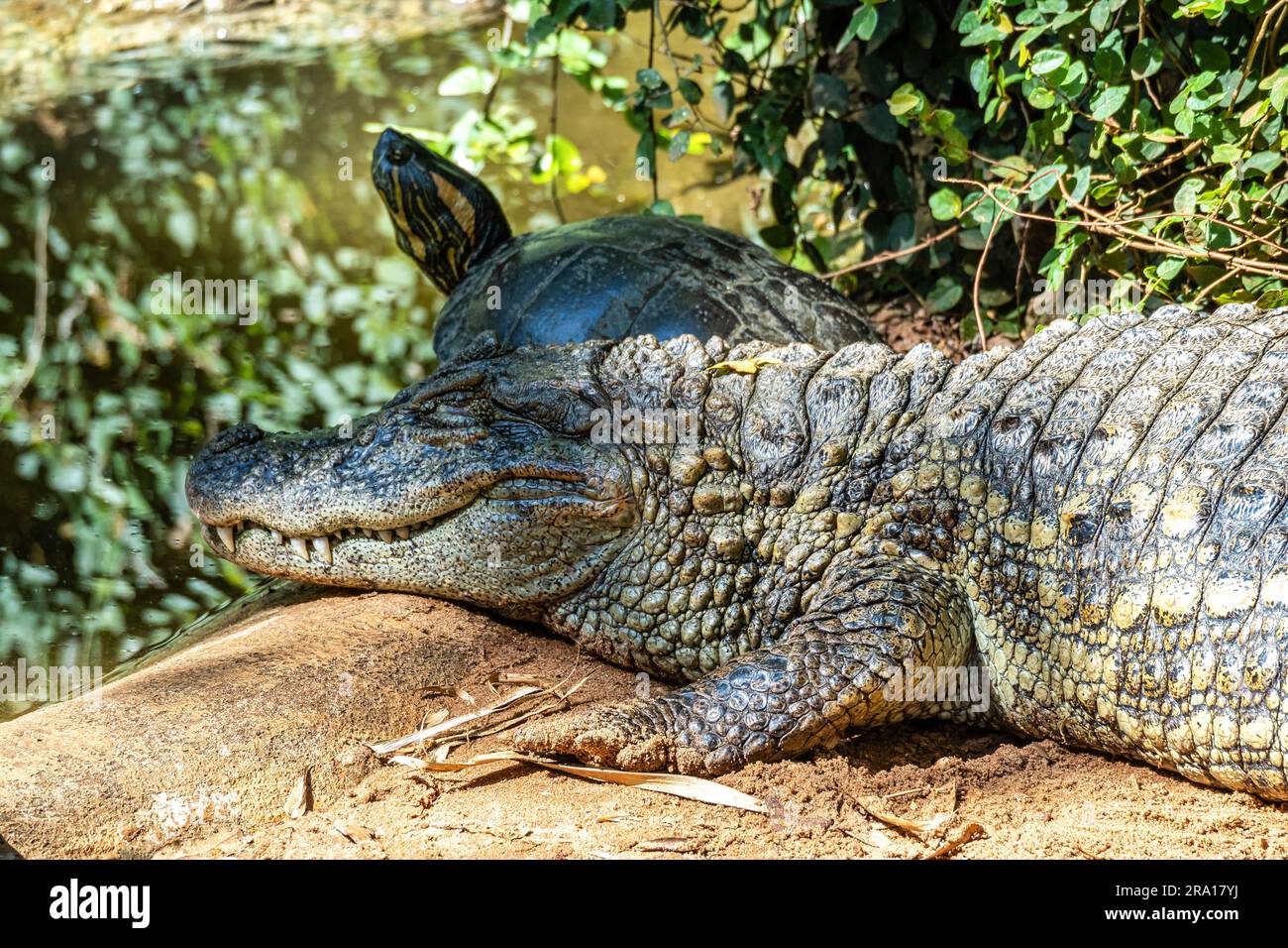 Broad-snouted caiman, Caiman latirostris in Iguazu National park, Foz ...