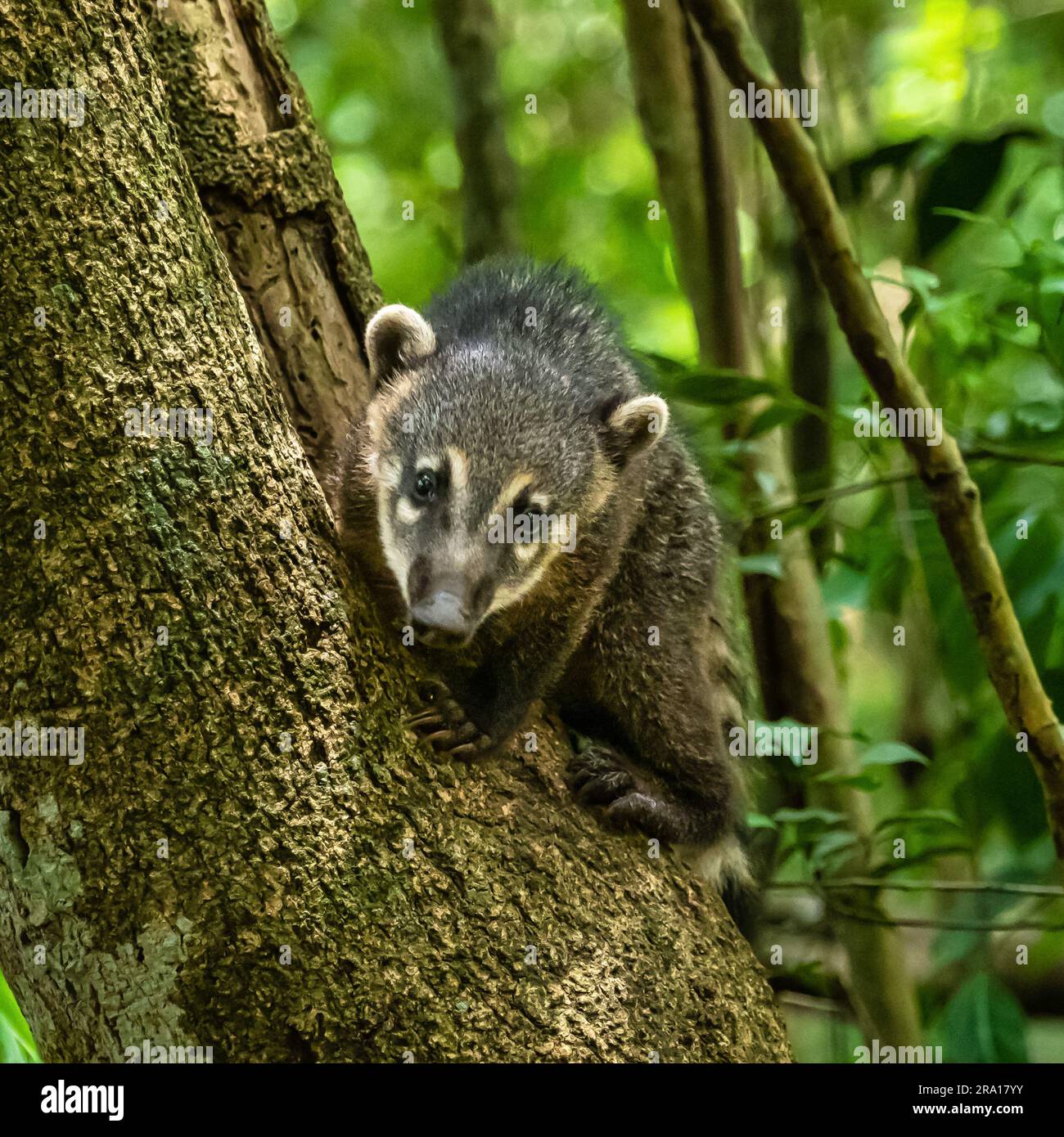 Family of South American Coati, Ring-tailed Coati, Nasua nasua at ...