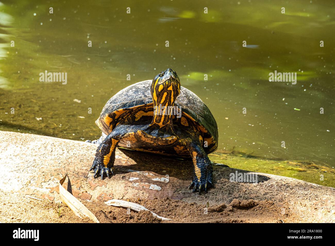 Black-Bellied Slider Turtle, Trachemys dorbigni, also known as D ...