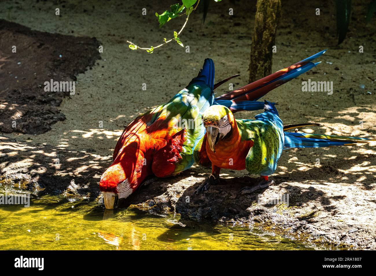 Red and green macaw or green winged macaw, scientific name ara ...