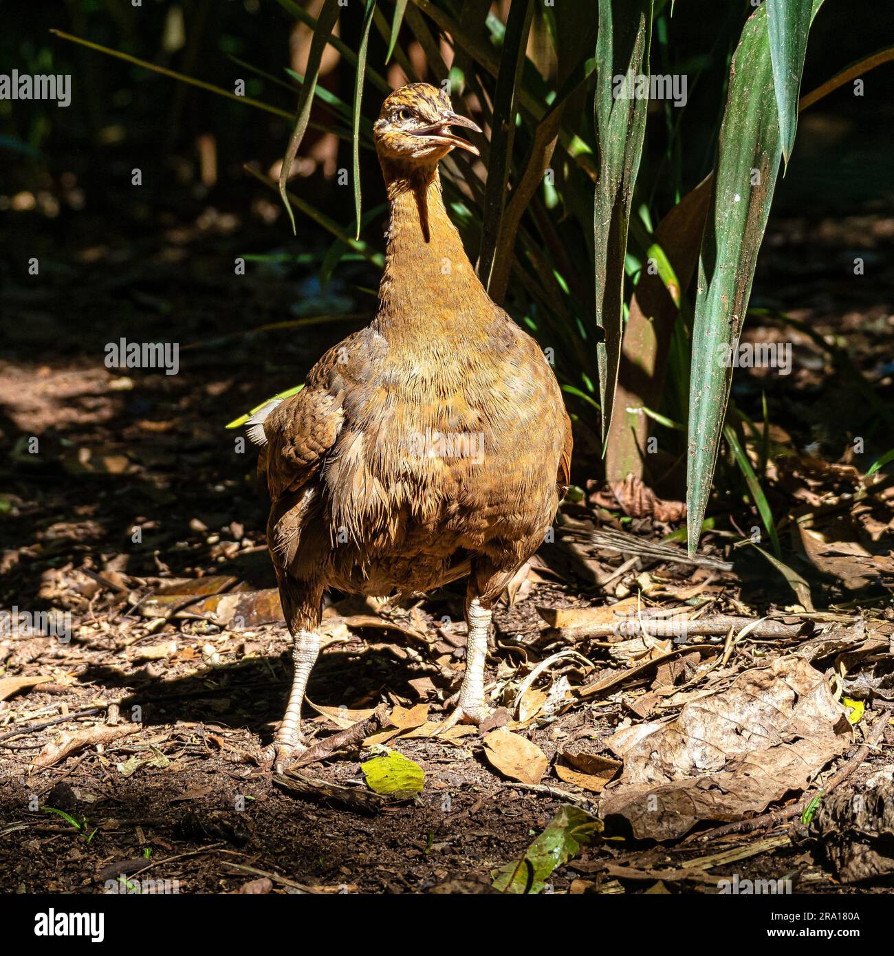 Solitary tinamou, Tinamus solitarius, bird of the Tinamidae family in ...