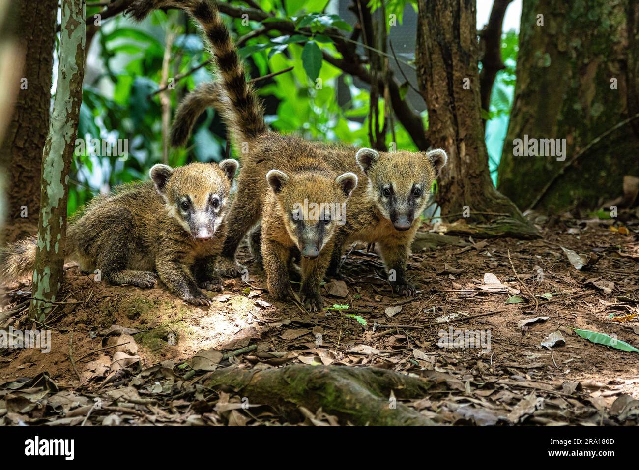Family of South American Coati, Ring-tailed Coati, Nasua nasua at ...