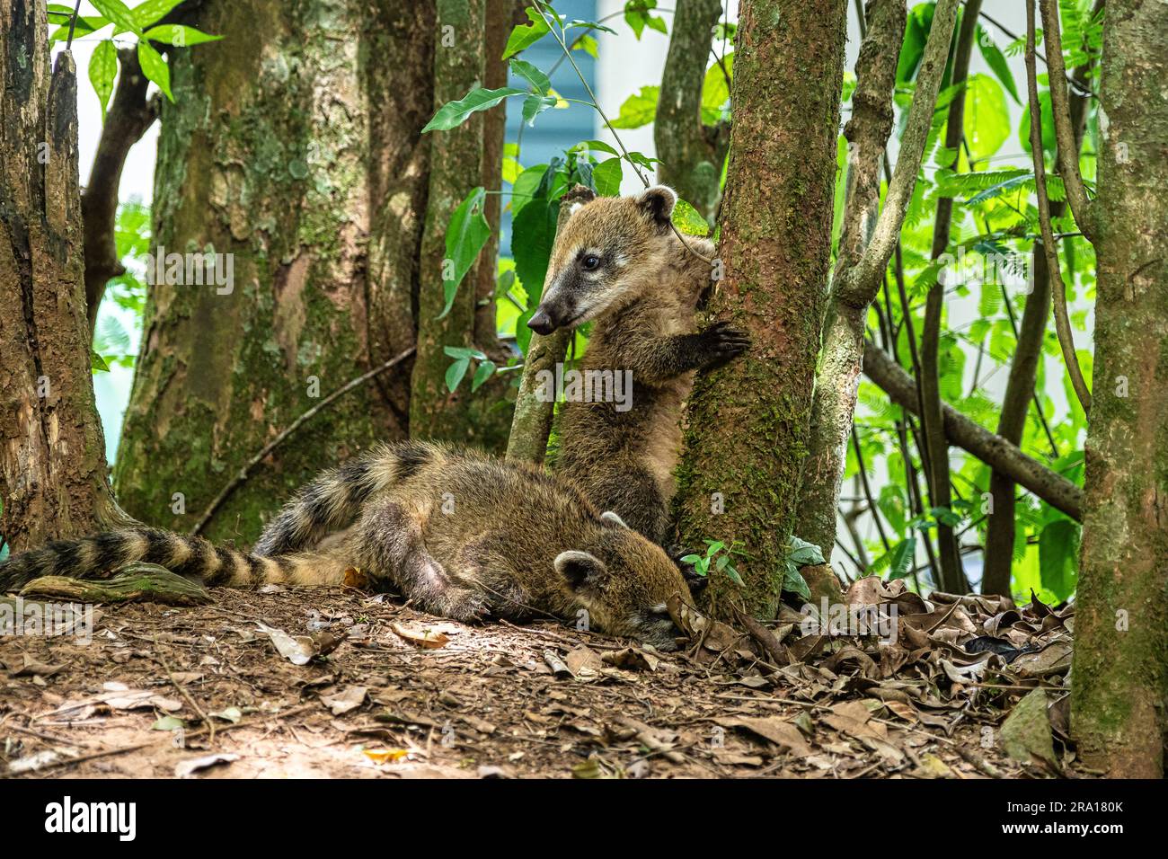 Family of South American Coati, Ring-tailed Coati, Nasua nasua at ...