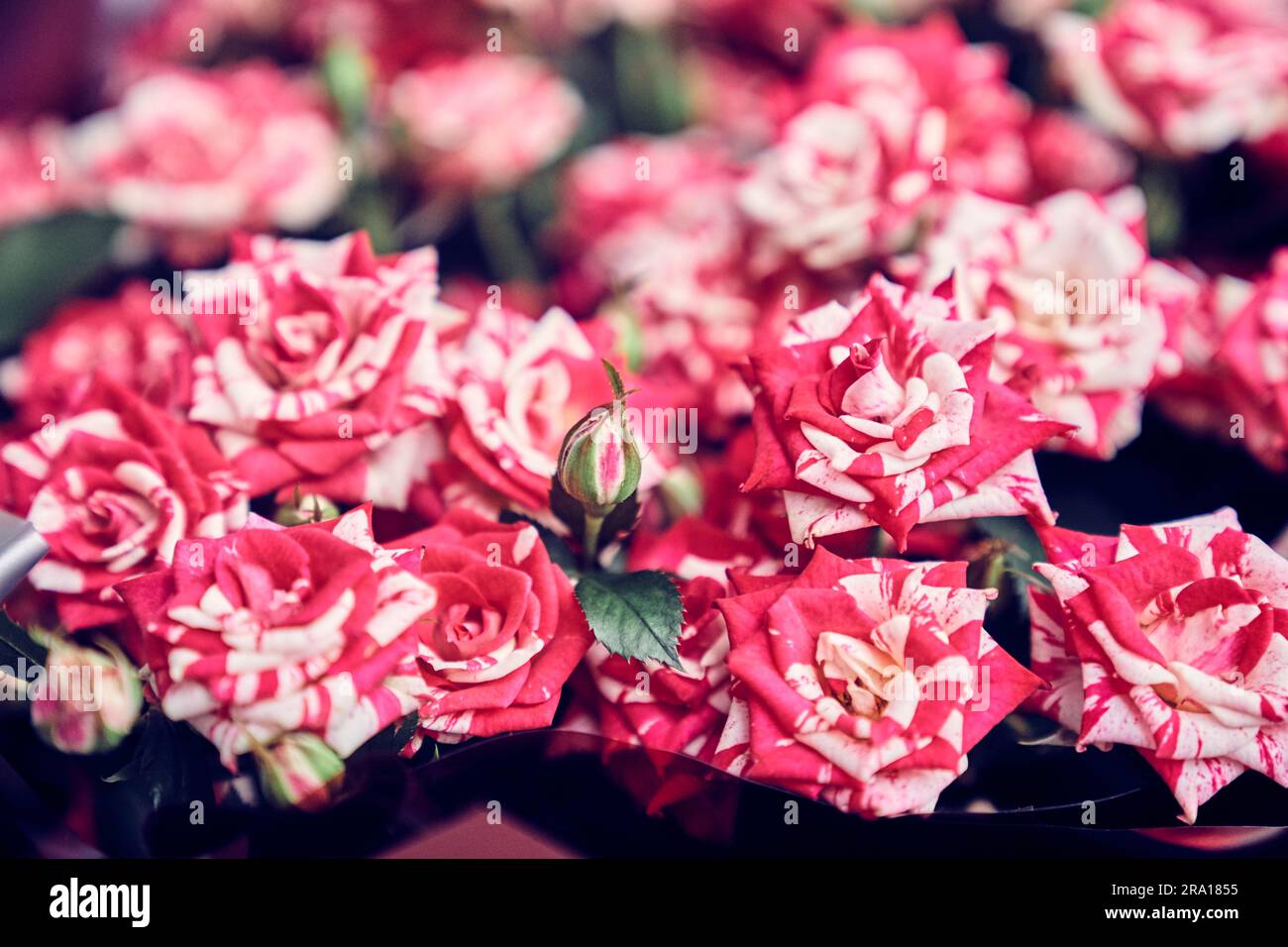 A beautiful pink rose flower of a tea-hybrid Variegated Fantasy in a ...