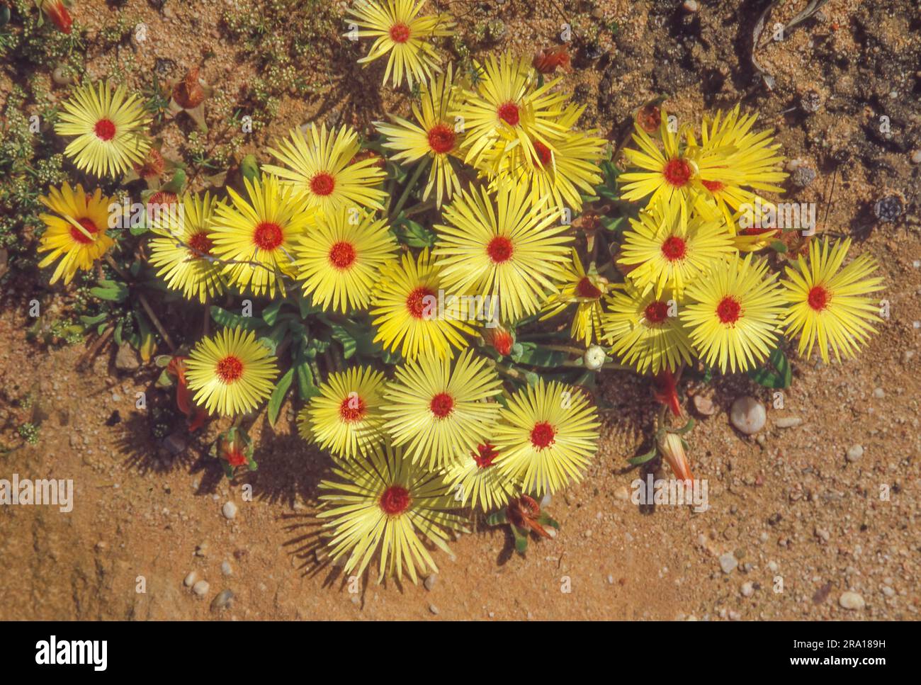 Yellow Vygie Flowers growing near Clanwilliam in the Western Cape ...