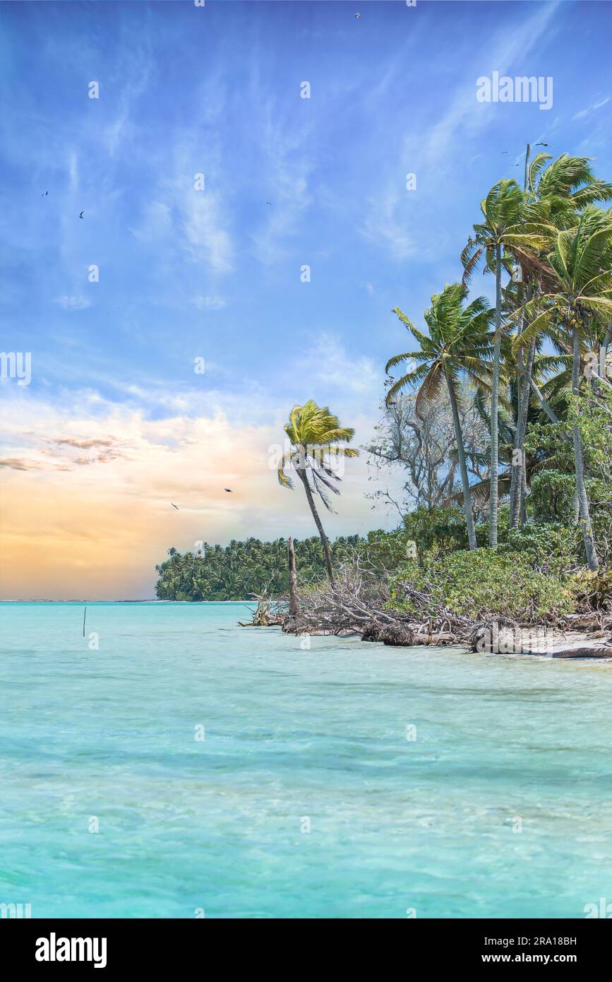 A paradise island beach palms and clear turquoise ocean water in French ...