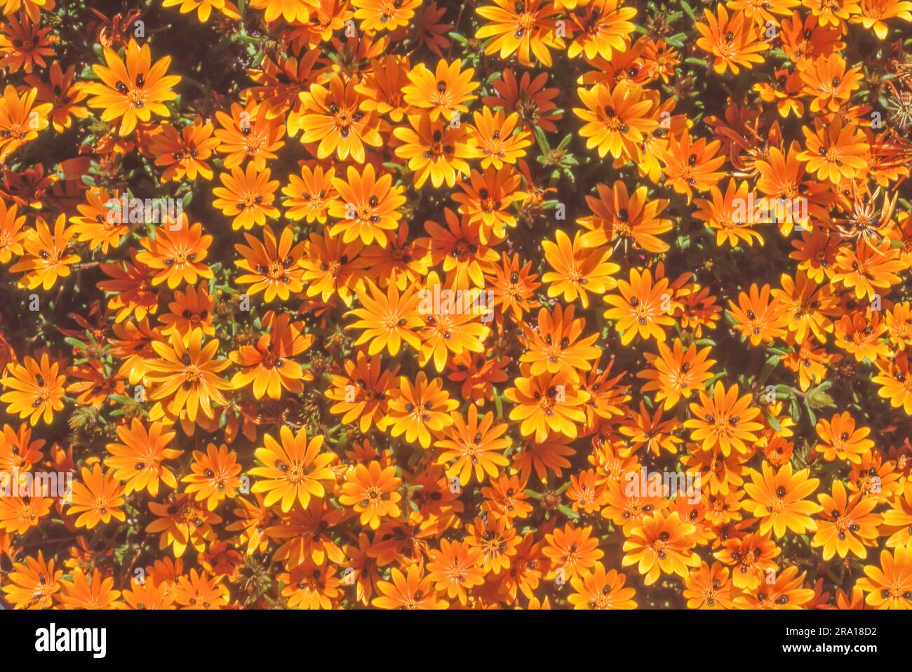 Beetle Daisies (Gorteria diffusa) growing in spring in Namaqualand in ...