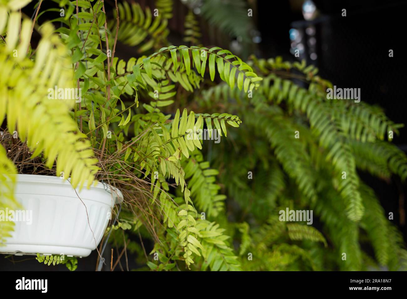 Ferns With Green Leaves In Hang Baskets, background for advertisement ...