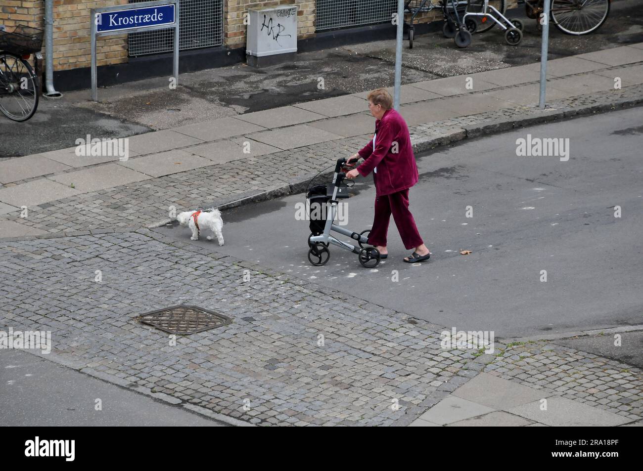 30 June 2023/ Senior citizen female walks pets in Kastrup danish ...