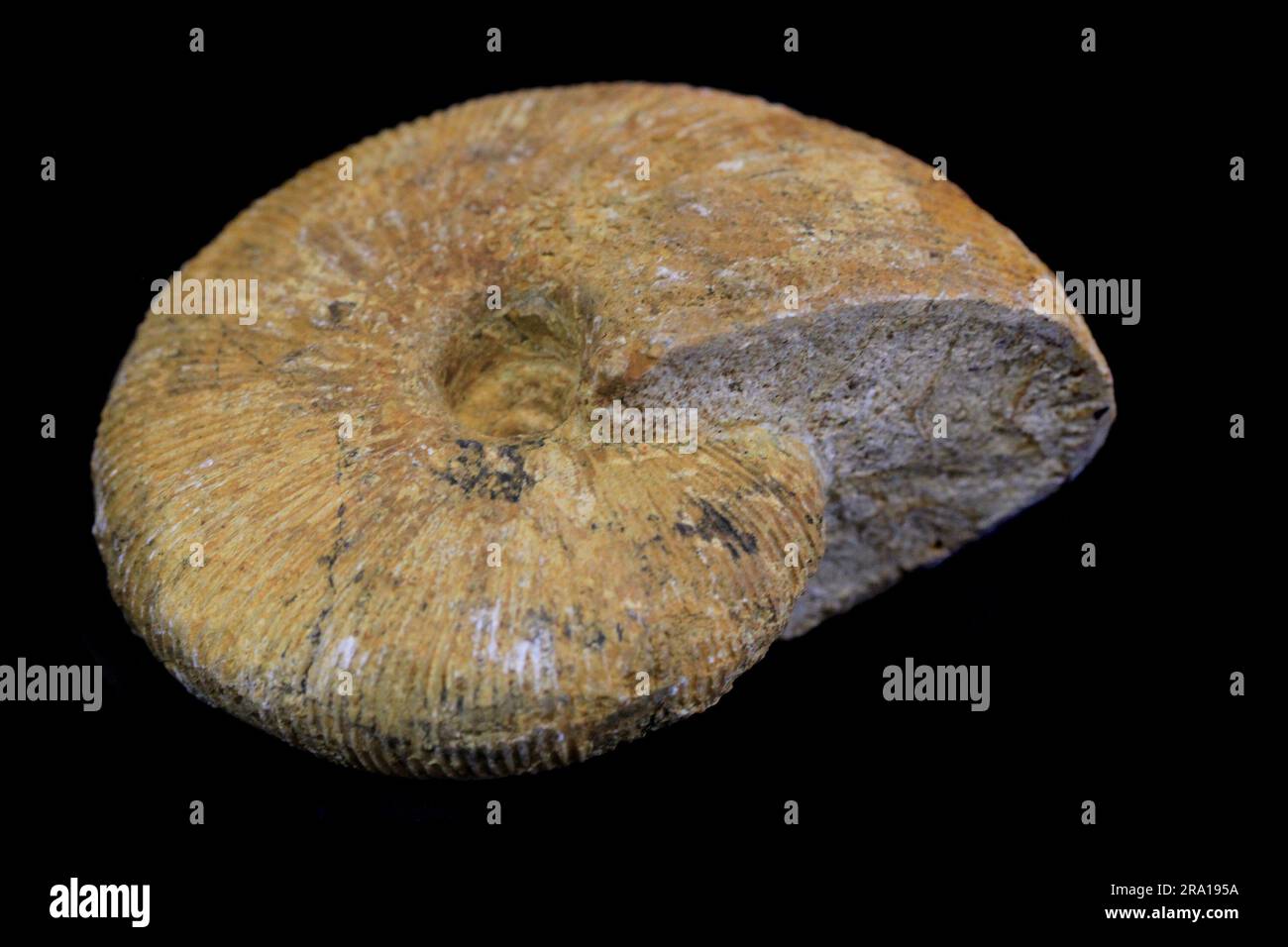 ammonite fossil isolated on the black background Stock Photo - Alamy