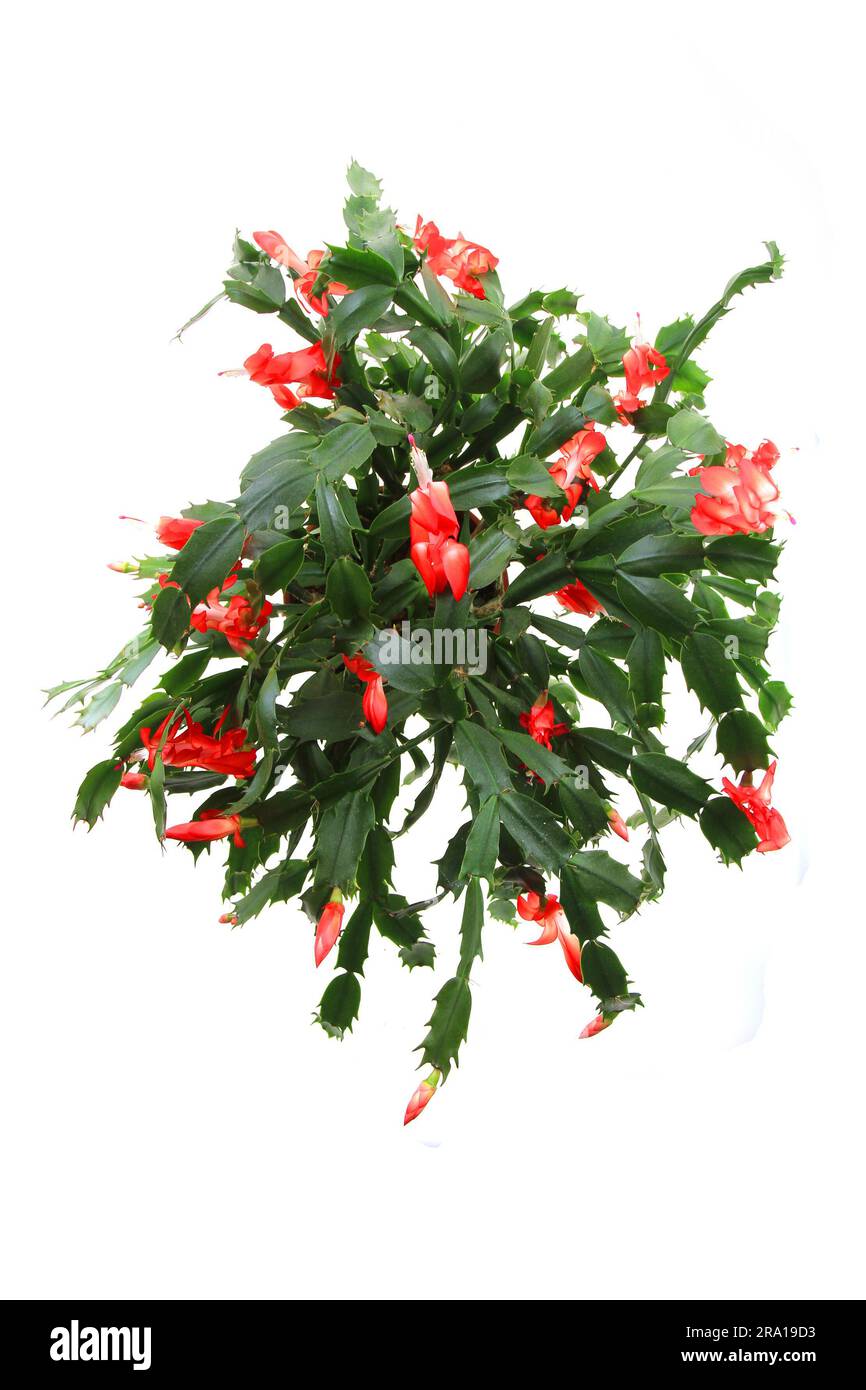 Schlumbergera christmas cactus flower Cut Out Stock Images & Pictures ...