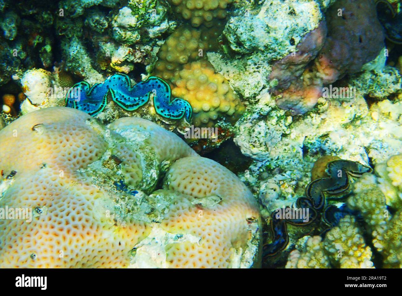 giant clam from egypt as very nice background Stock Photo - Alamy