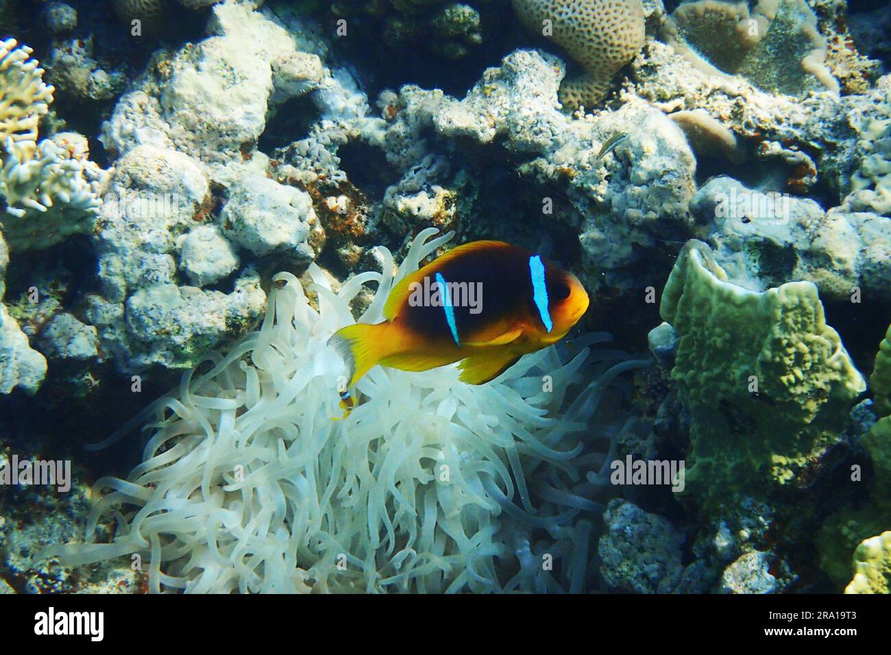 orange nemo clown fish in the red sea Stock Photo - Alamy
