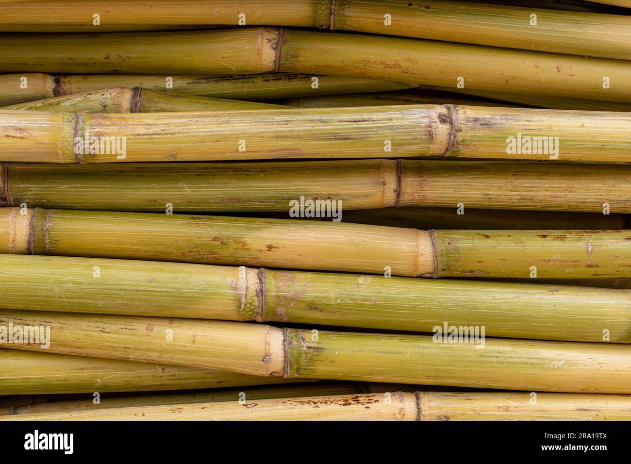 Fresh sugar cane closeup view, Sugarcane texture background Stock Photo ...