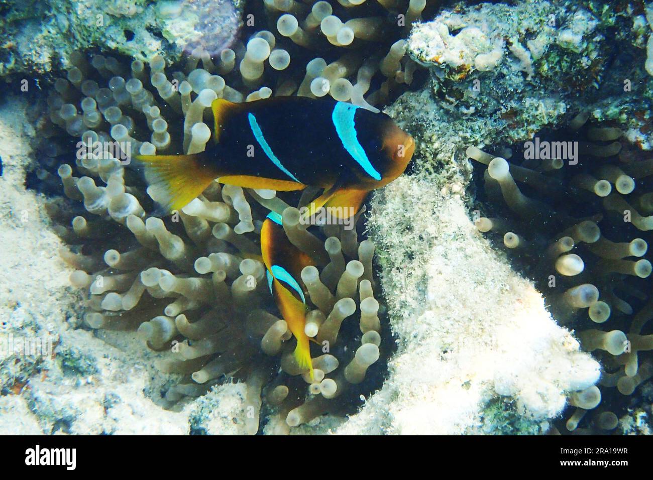 orange nemo clown fish in the red sea Stock Photo - Alamy