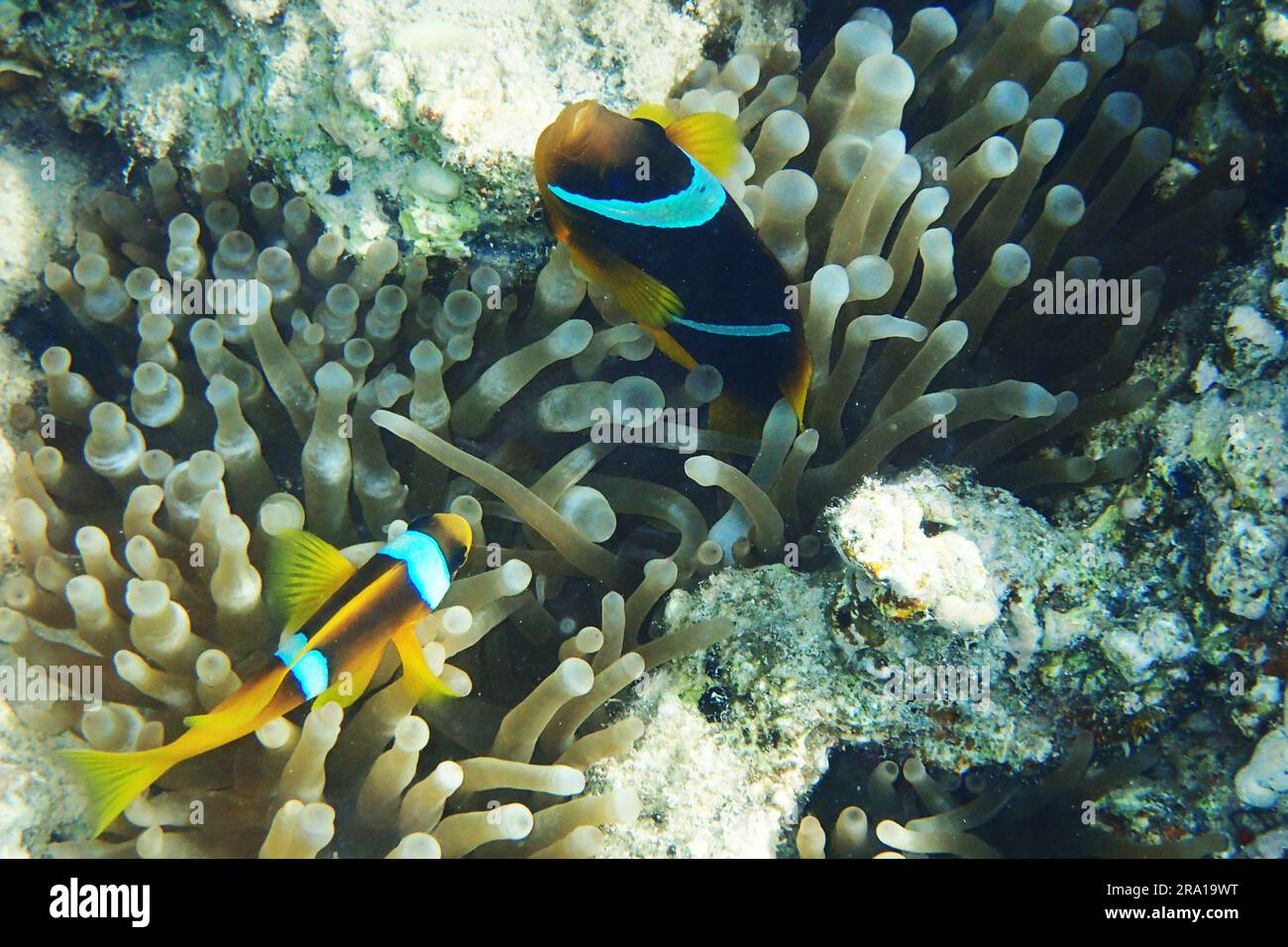 orange nemo clown fish in the red sea Stock Photo - Alamy
