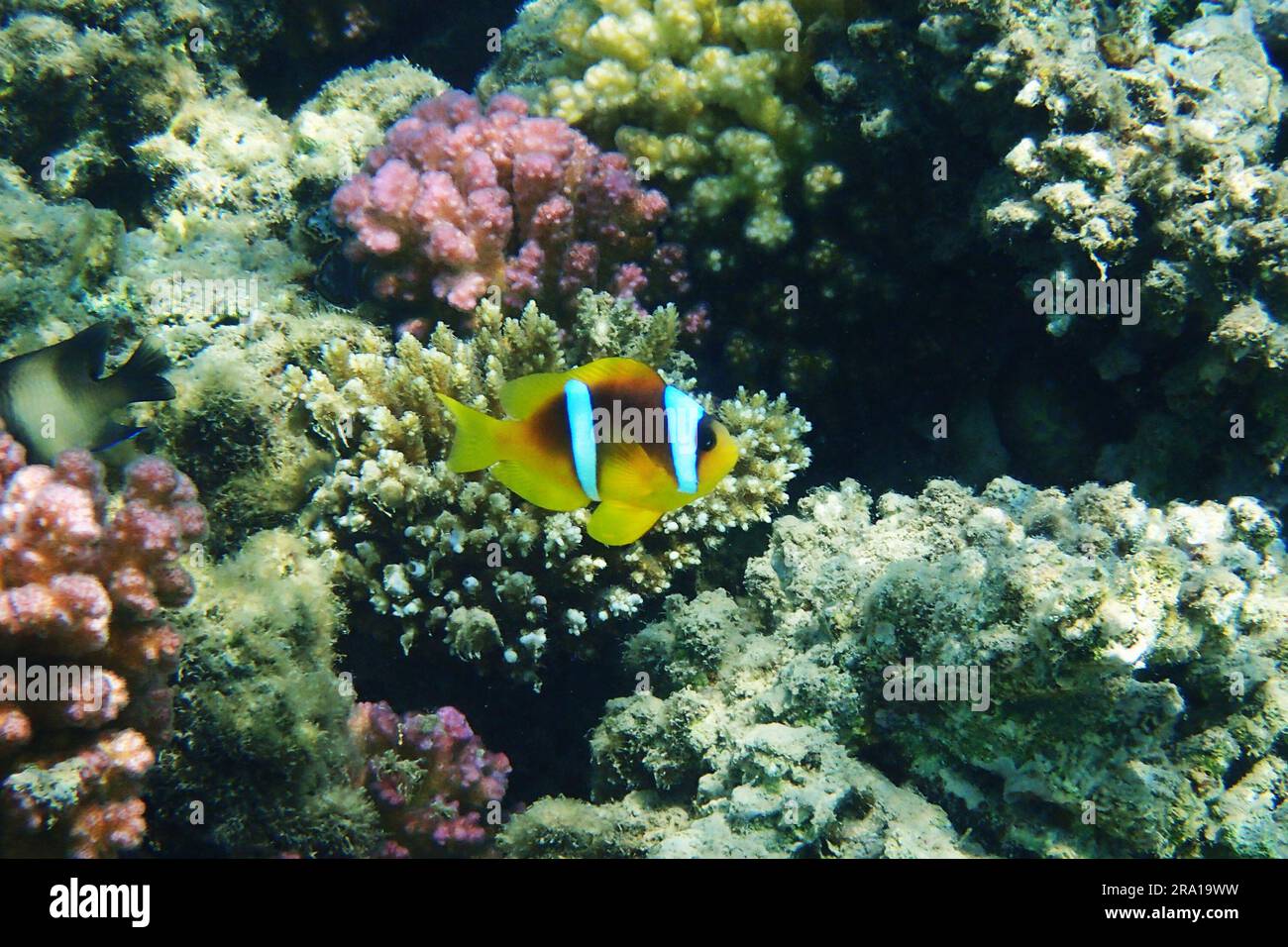 orange nemo clown fish in the red sea Stock Photo - Alamy