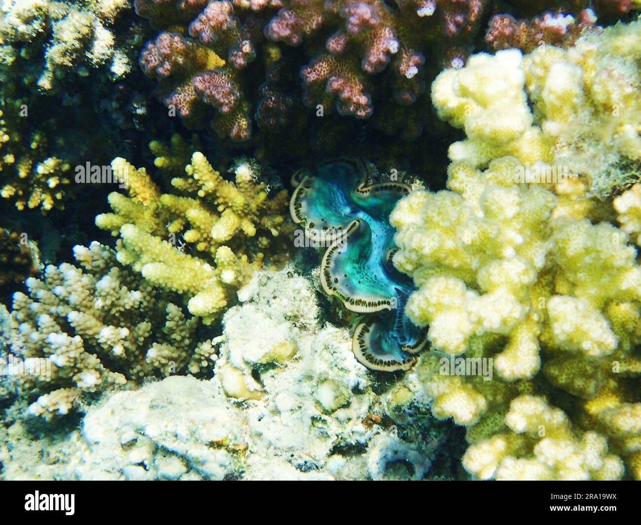 giant clam from egypt as very nice background Stock Photo - Alamy