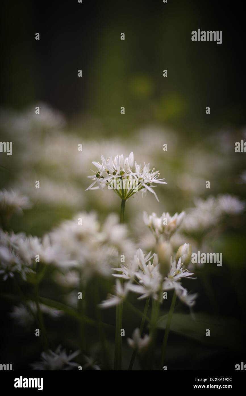 Forest covered with flowering white bear garlic, Allium ursinum, during ...
