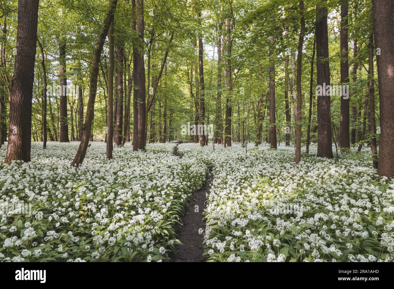 Forest covered with flowering white bear garlic, Allium ursinum, during ...