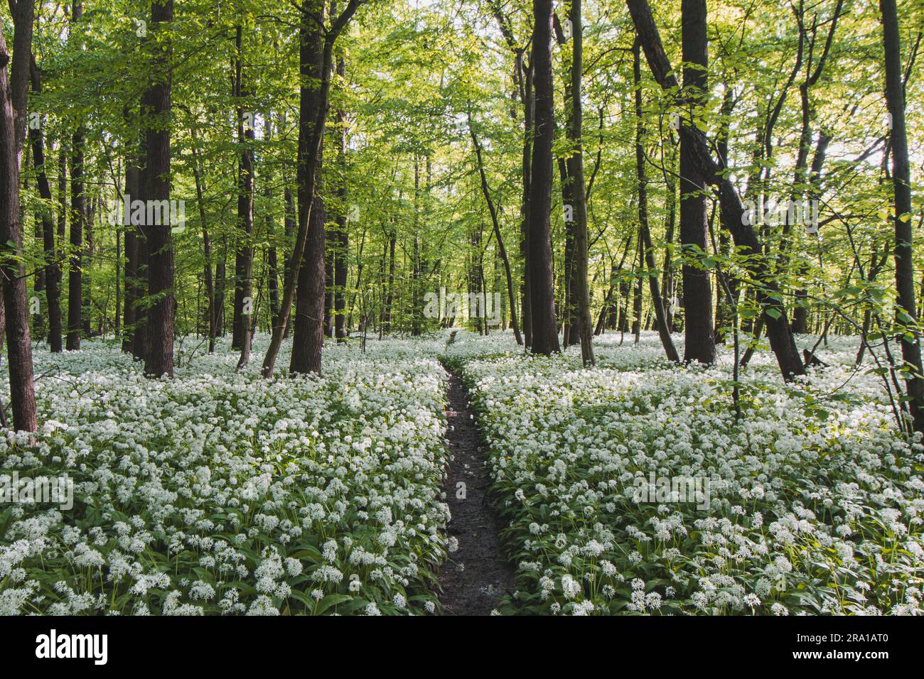 Forest covered with flowering white bear garlic, Allium ursinum, during ...