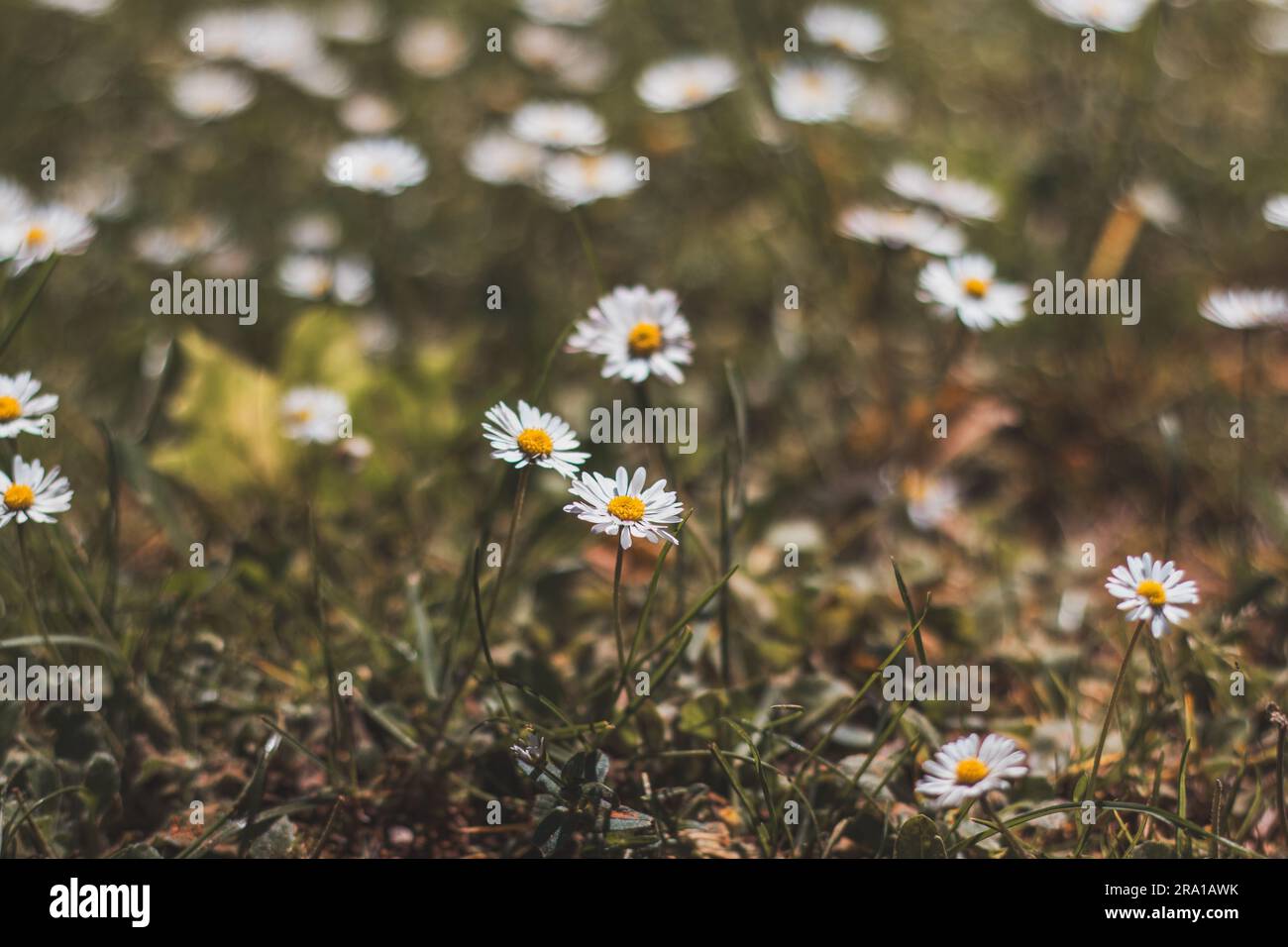 Field of daisies in green grass in summer weather. Photo full of Bellis ...