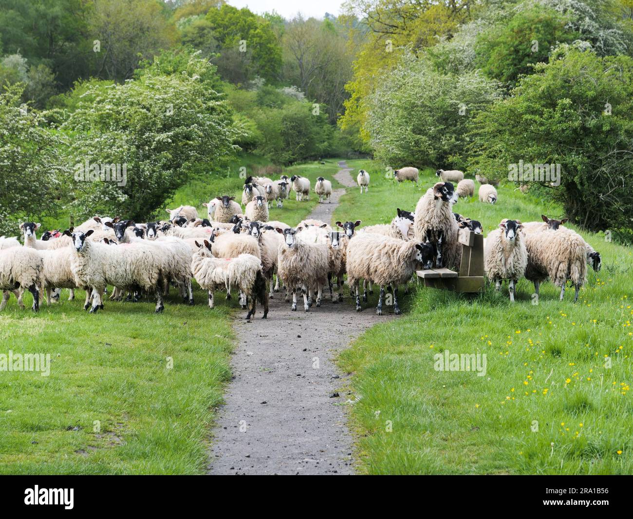 A sheep jam on the footpath between Beck Hole and Goathland in the Murk ...