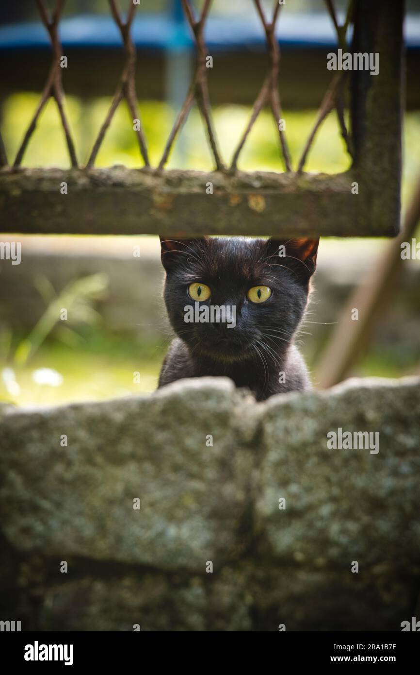 Curious black kitten is watching what is happening in the neighbour's ...