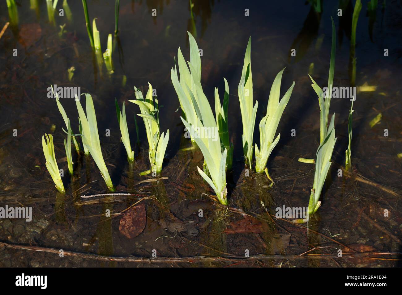 Reed grasses hi-res stock photography and images - Alamy