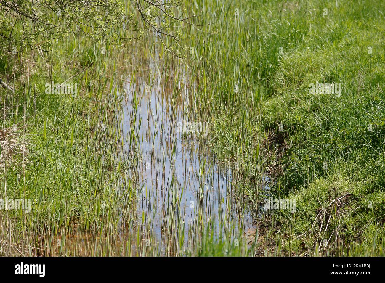 Reed, grasses in a water body, Germany Stock Photo - Alamy