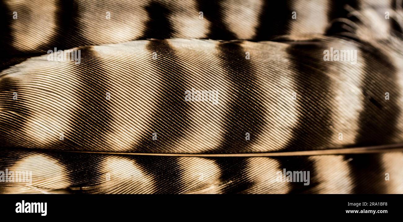 variegated feathers of birds (grouse). Sample for design Stock Photo ...