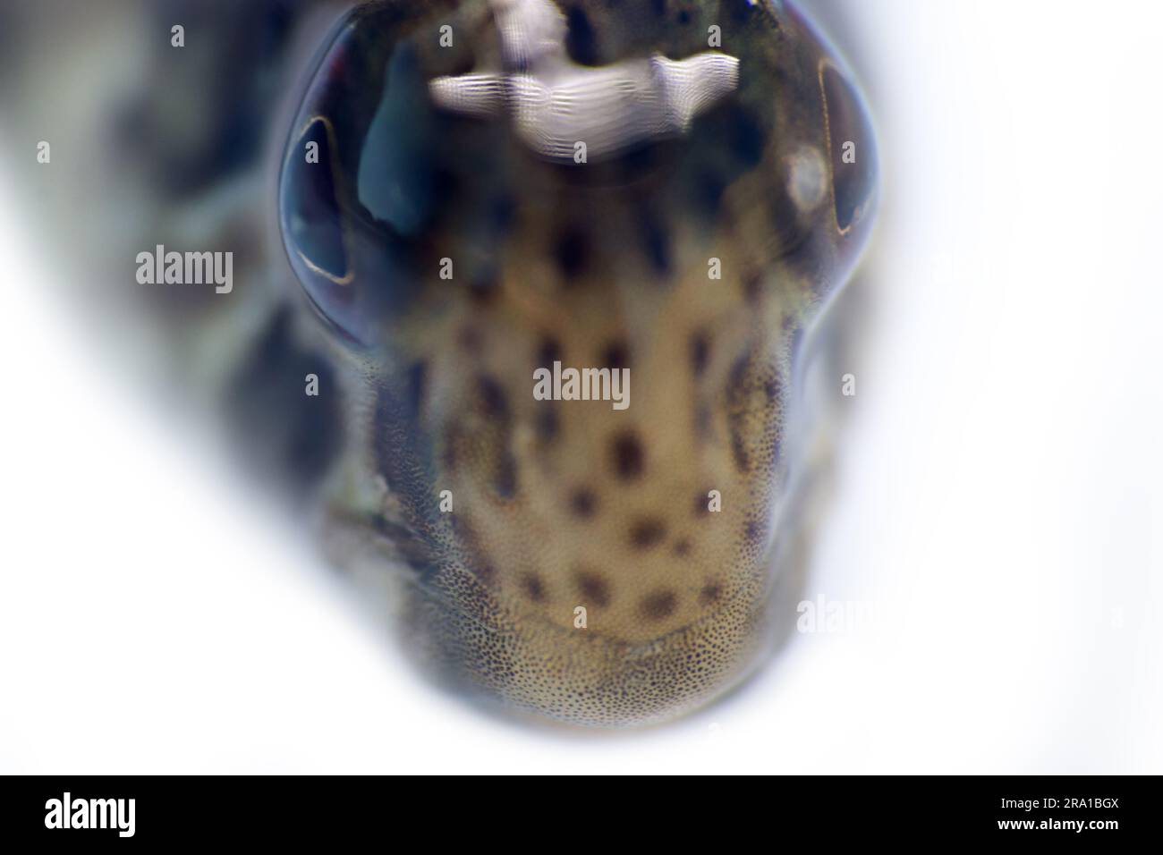 Bigmouth sculpin hi-res stock photography and images - Alamy