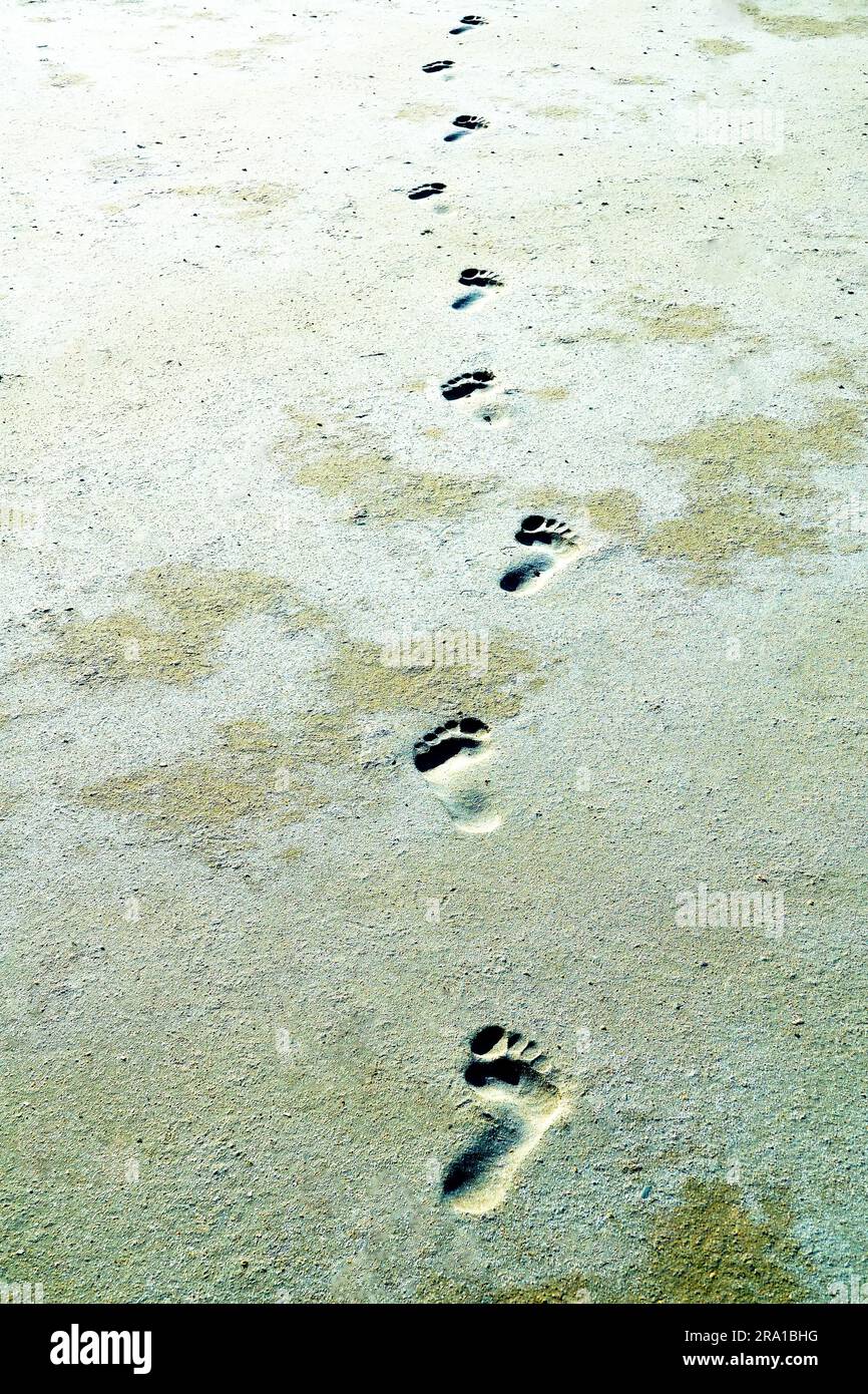 A chain of barefoot man footprints on the drying mud of the salt marsh ...