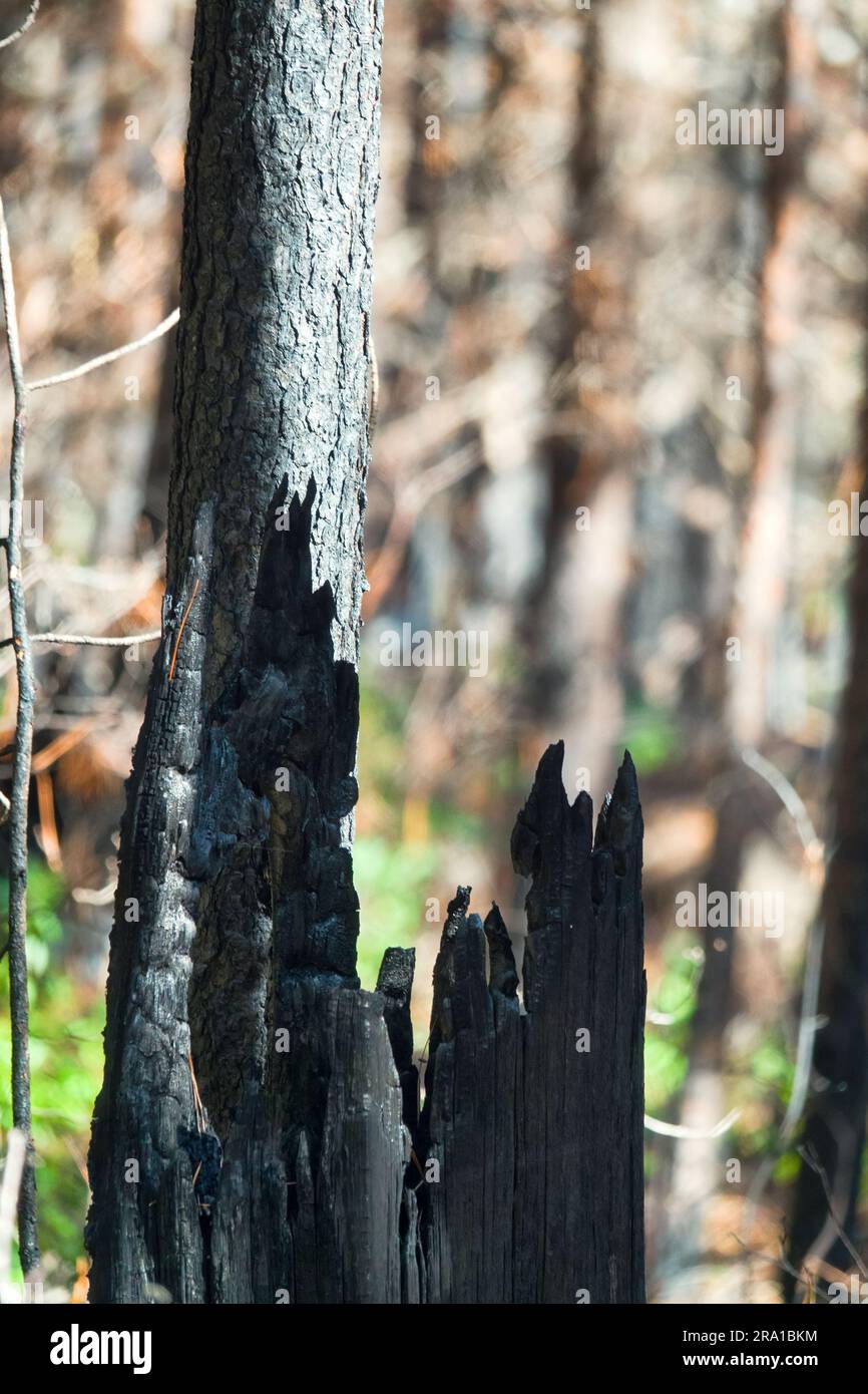 Fire-damaged forest boreal forests. Burnt boreal forests. Wildfire low ...
