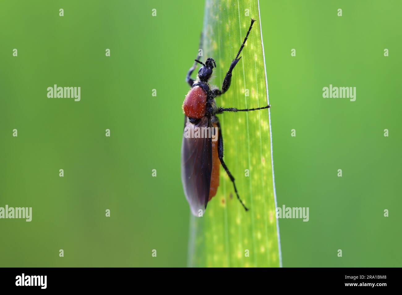 Garden warbler, garden march fly on a wheat leaf. Larvae of this ...