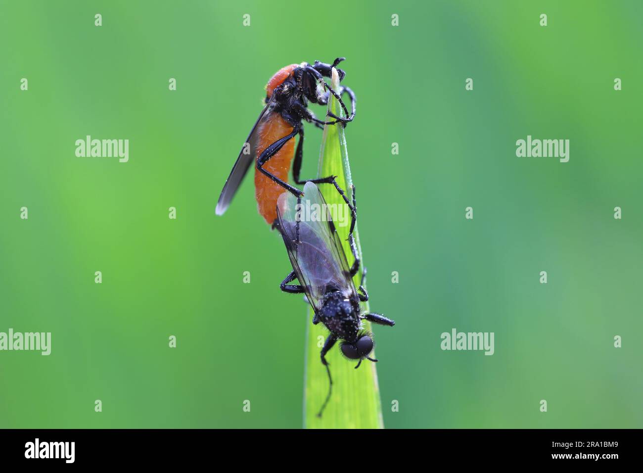 Garden warbler, garden march fly on a wheat leaf. Larvae of this ...