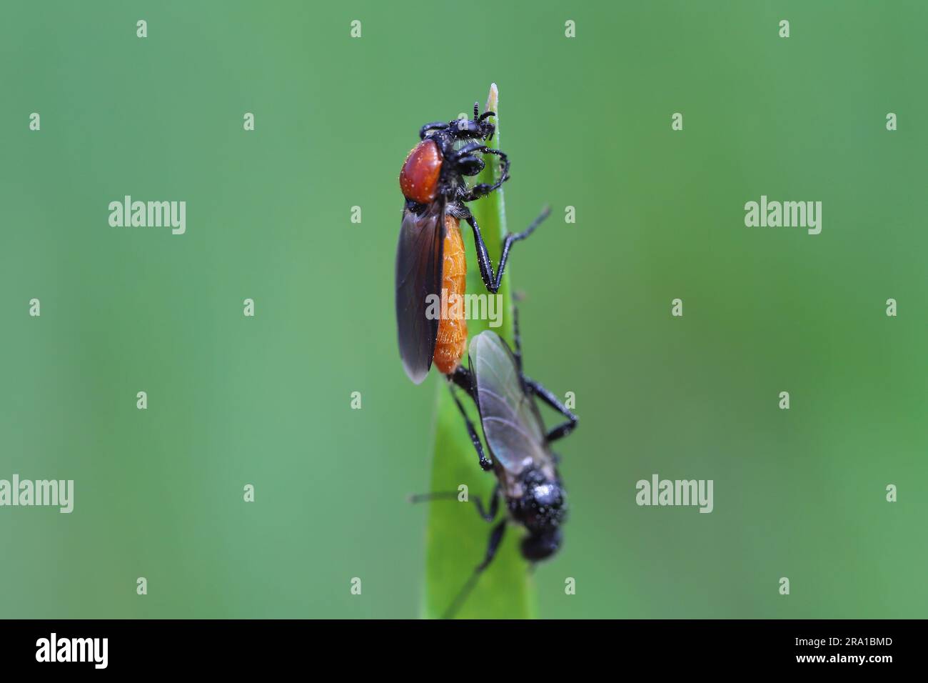 Garden warbler, garden march fly on a wheat leaf. Larvae of this ...