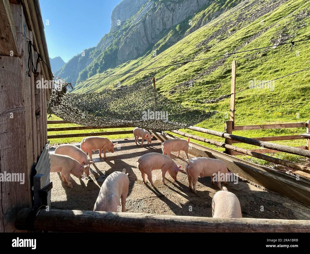 Alpine pigs hi-res stock photography and images - Alamy