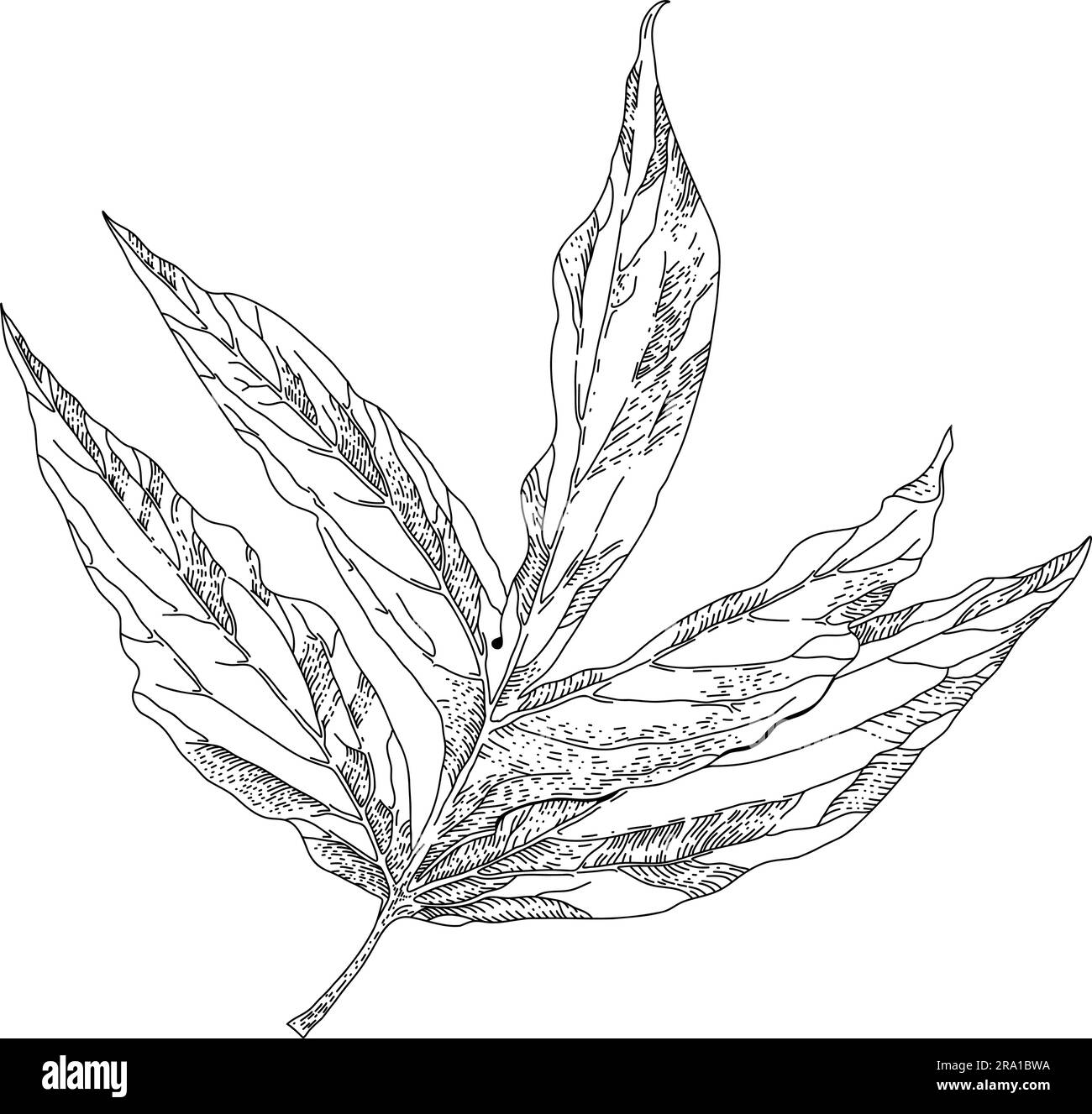 Plant or tree leaf, monochrome sketch outline Stock Vector Image & Art ...