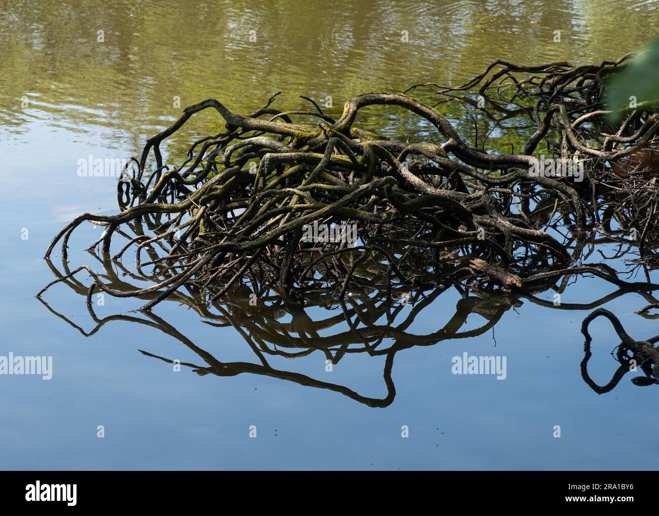 Tangle lake hi-res stock photography and images - Alamy