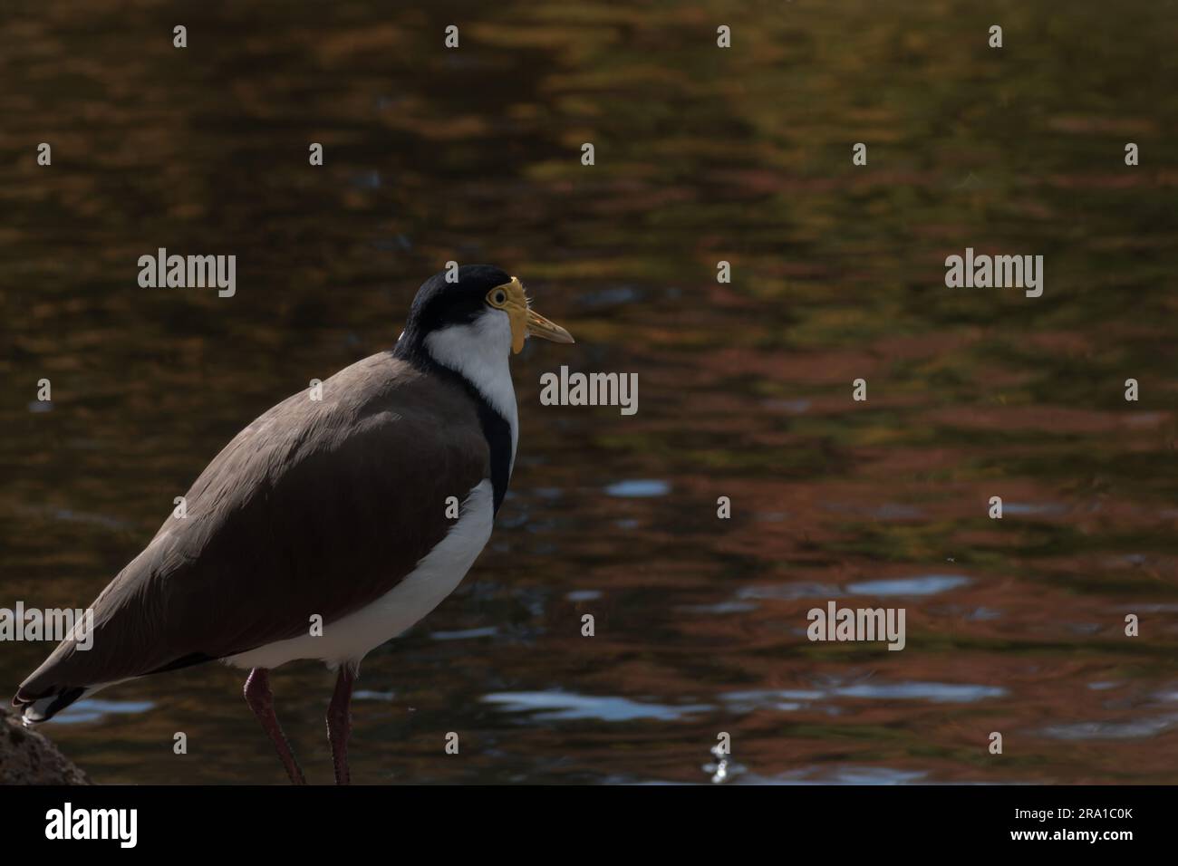 The masked lapwing Stock Photo - Alamy