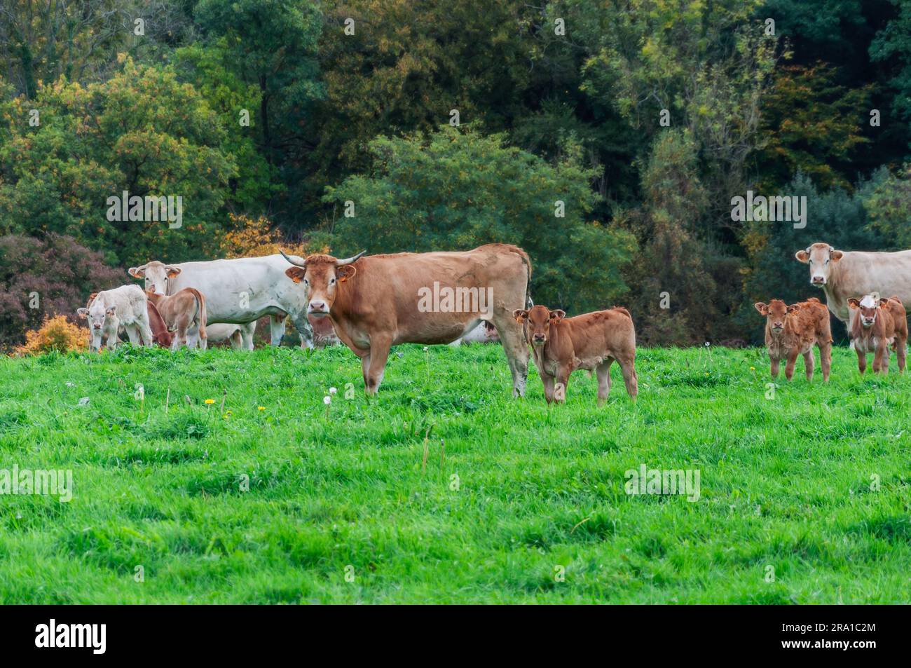 a herd of cows stands against the background of green grass, one cow ...