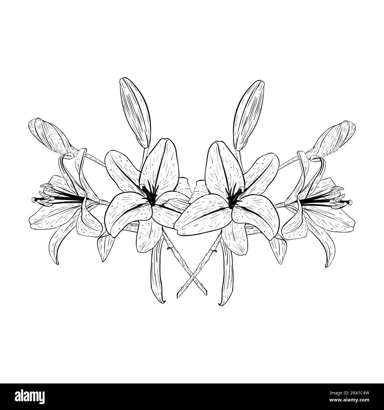 Vector illustration of composition from lily flowers heads in full ...