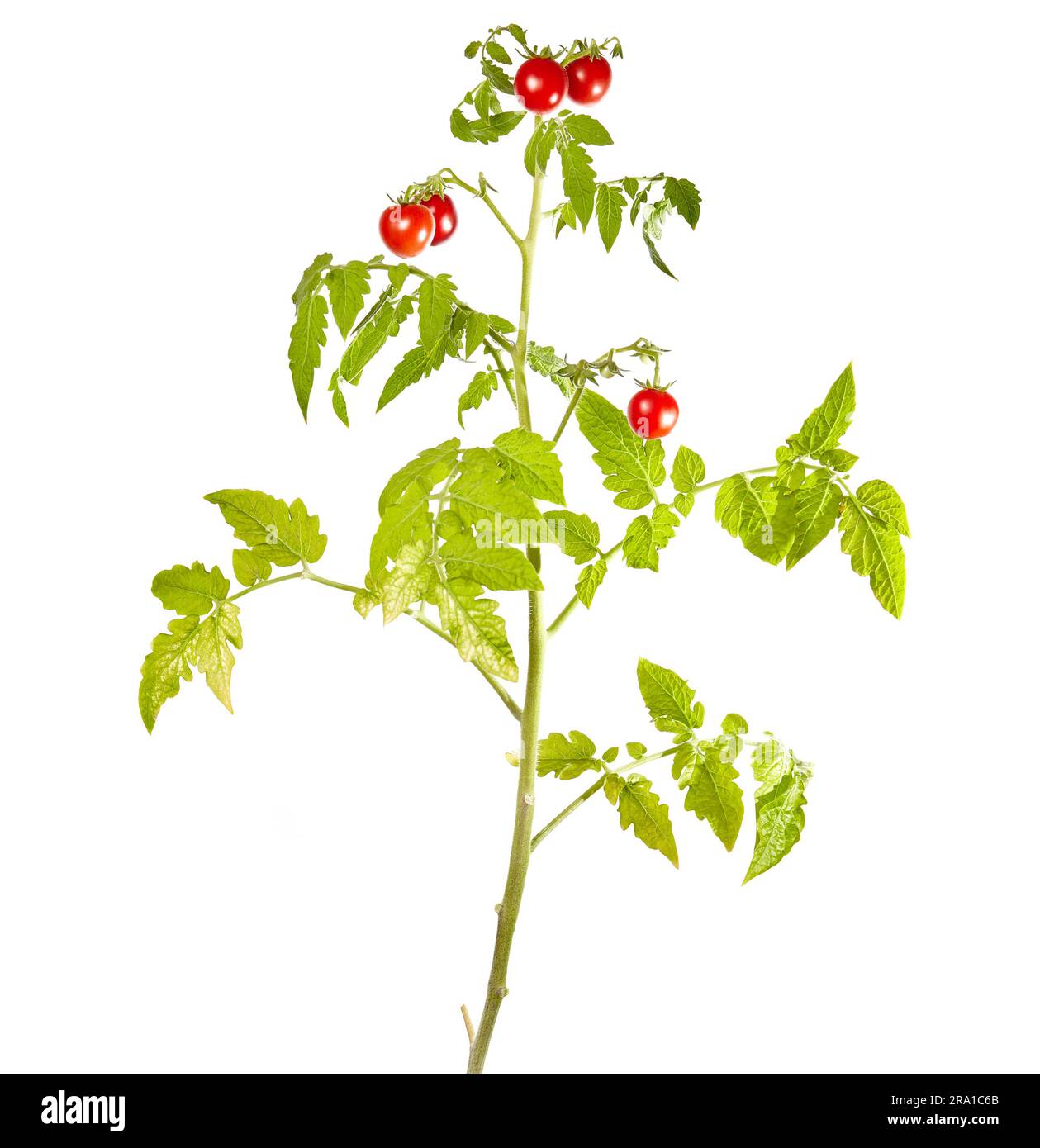 Tomato plant isolated on white background. Green seedling of fresh ripe ...